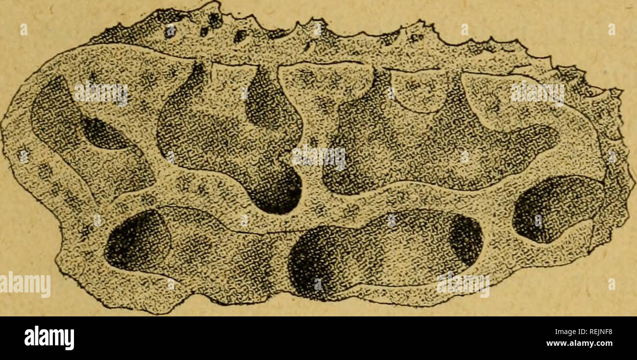 Euspongia hi-res stock photography and images - Alamy