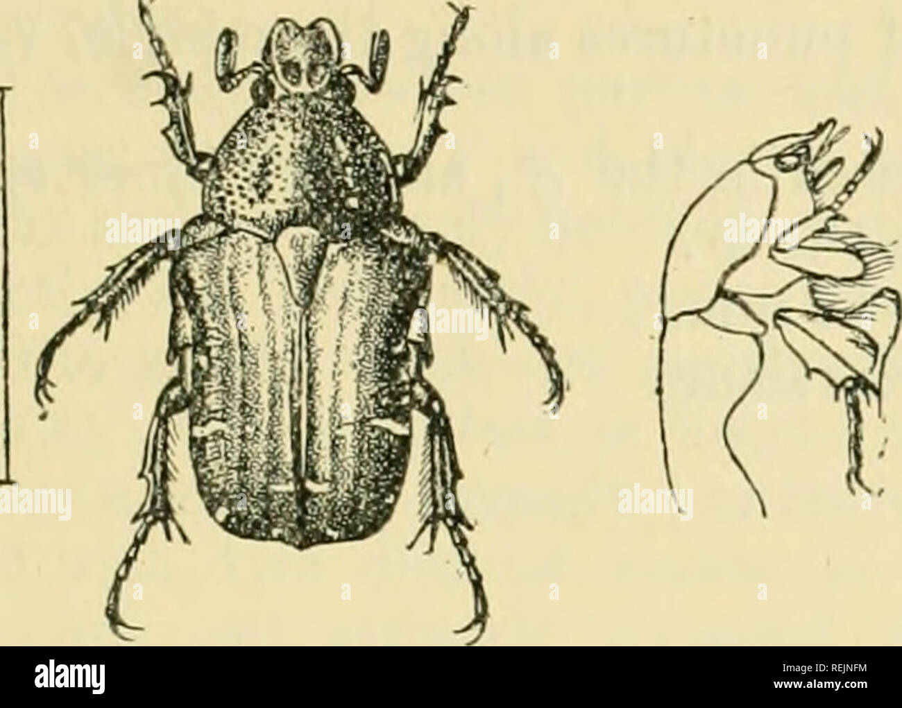 Metasternum High Resolution Stock Photography and Images - Alamy