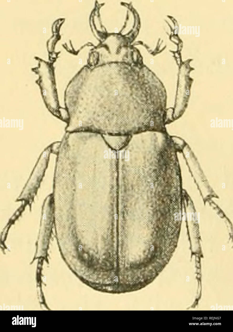 . Coleoptera: Lamellicornia. Scarabaeidae. 48 KUTELIN^. not, or only ...