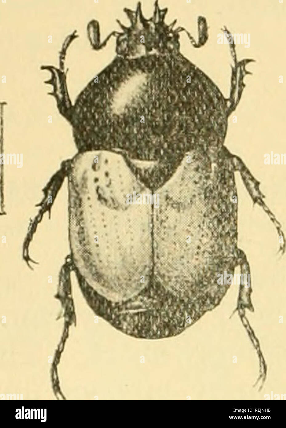 Four curved claw feet hi-res stock photography and images - Alamy