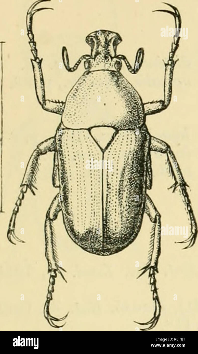 Scarabaeidae Antennae
