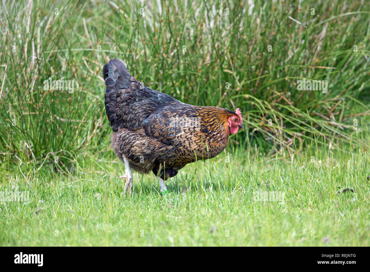 Domestic Fowl (Gallus gallus), an egg laying hybrid. Here living a free ...