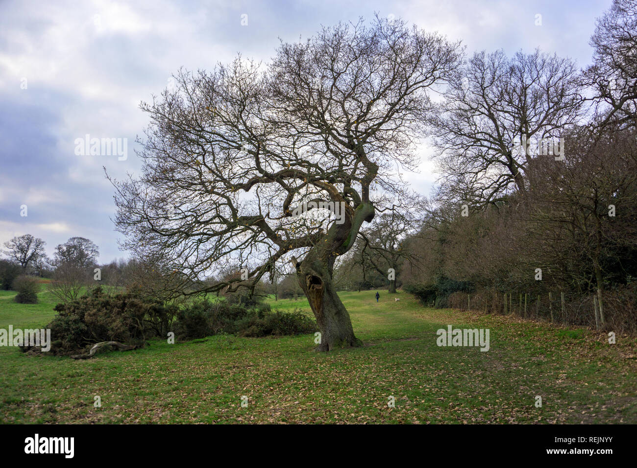Hollow Tree, Beverley Westwood Pasture, East Yorkshire Stock Photo - Alamy
