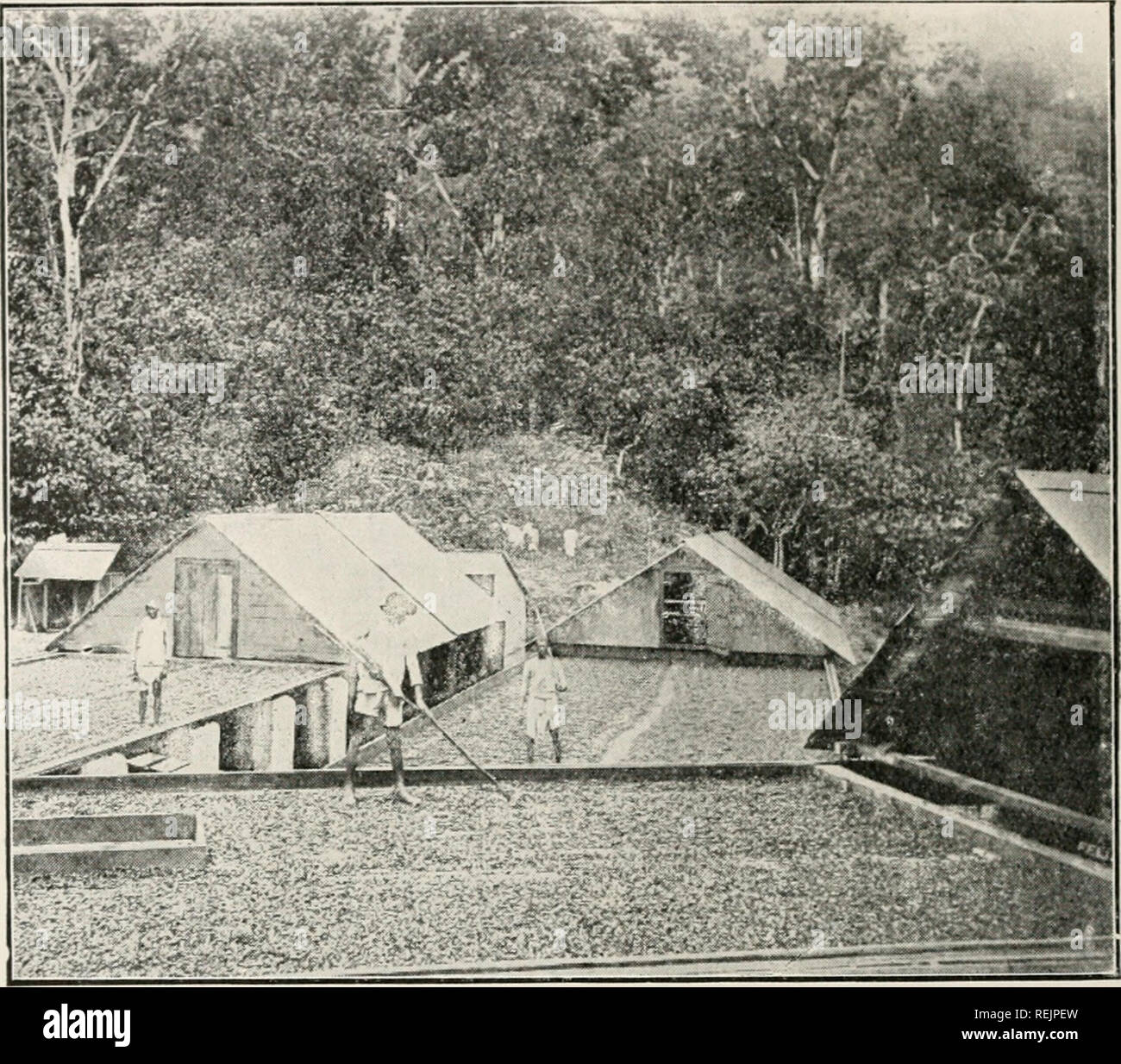 . Cocoa and chocolate : their history from plantation to consumer ...