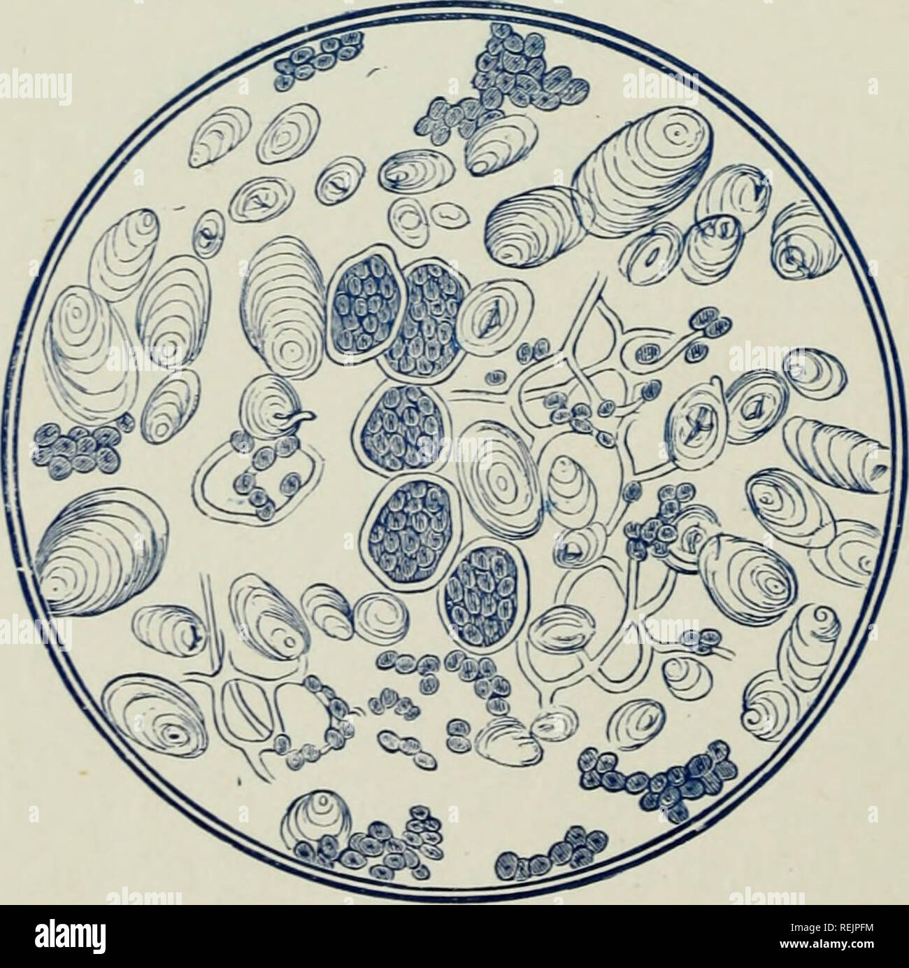 Starch containing cells from potato hi-res stock photography and images ...