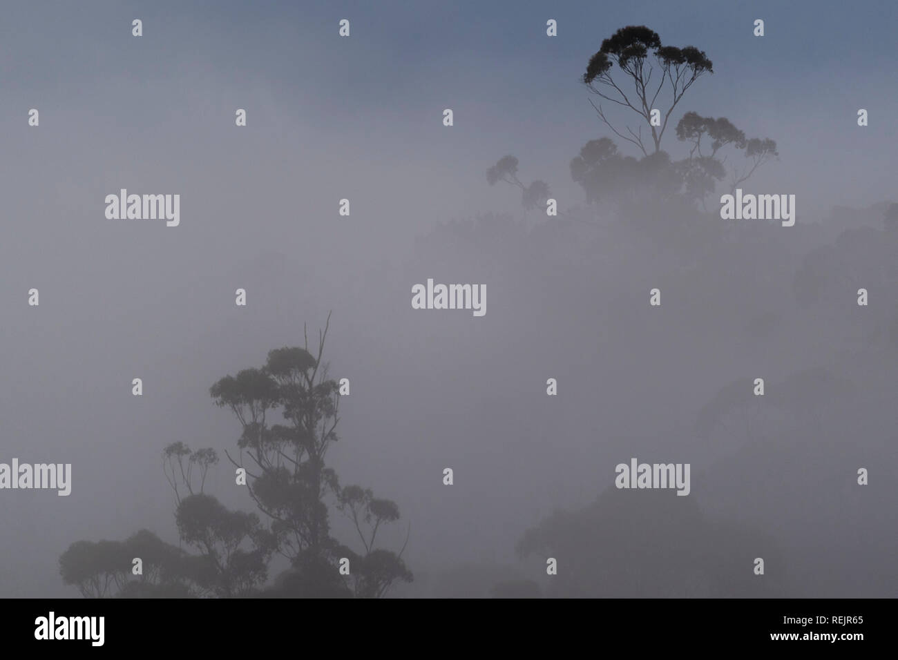 tree tops in morning mist north west tasmania australia Stock Photo - Alamy