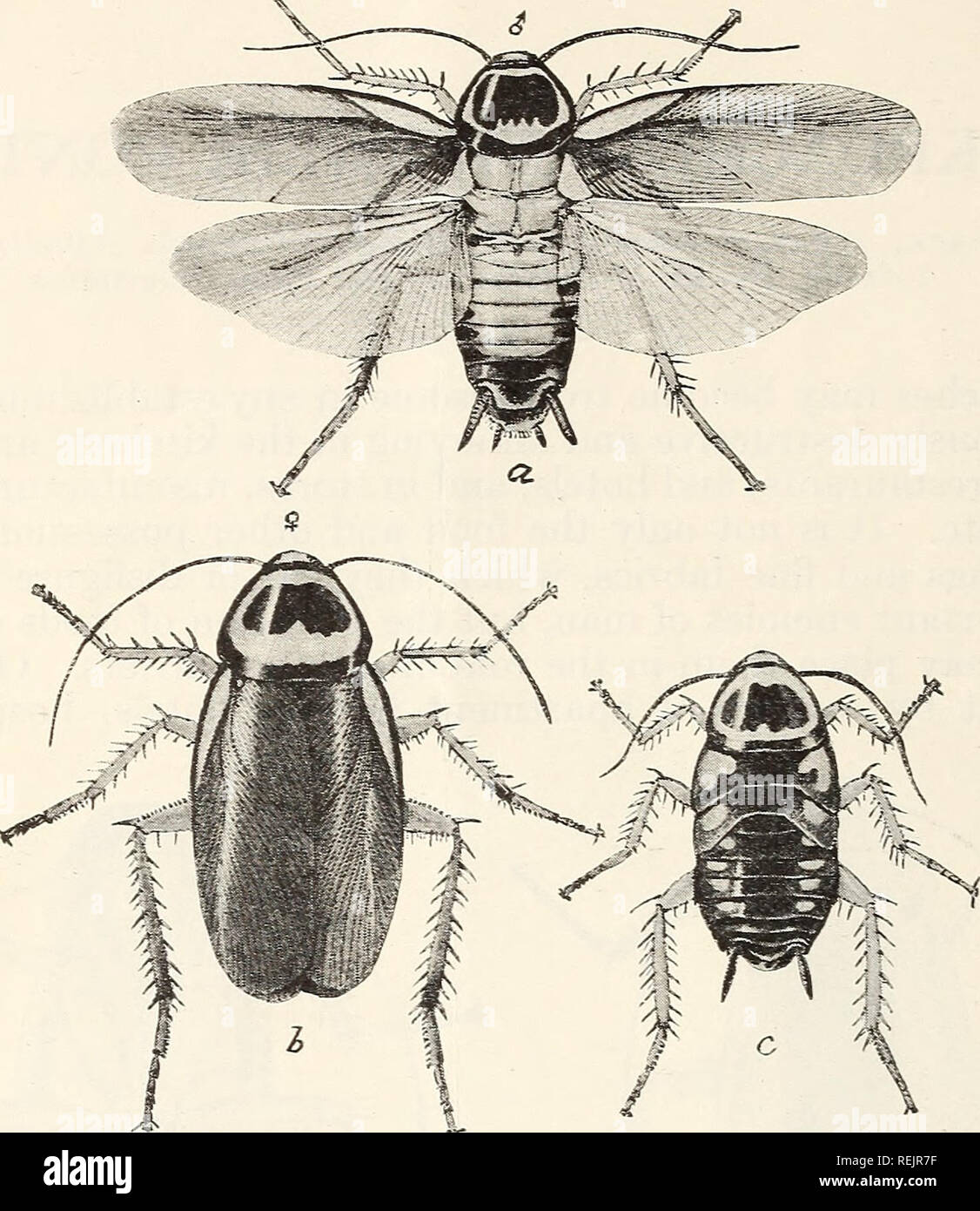 . Cockroaches and their control. Cockroaches. 2 LEAFLET 144, U. S ...