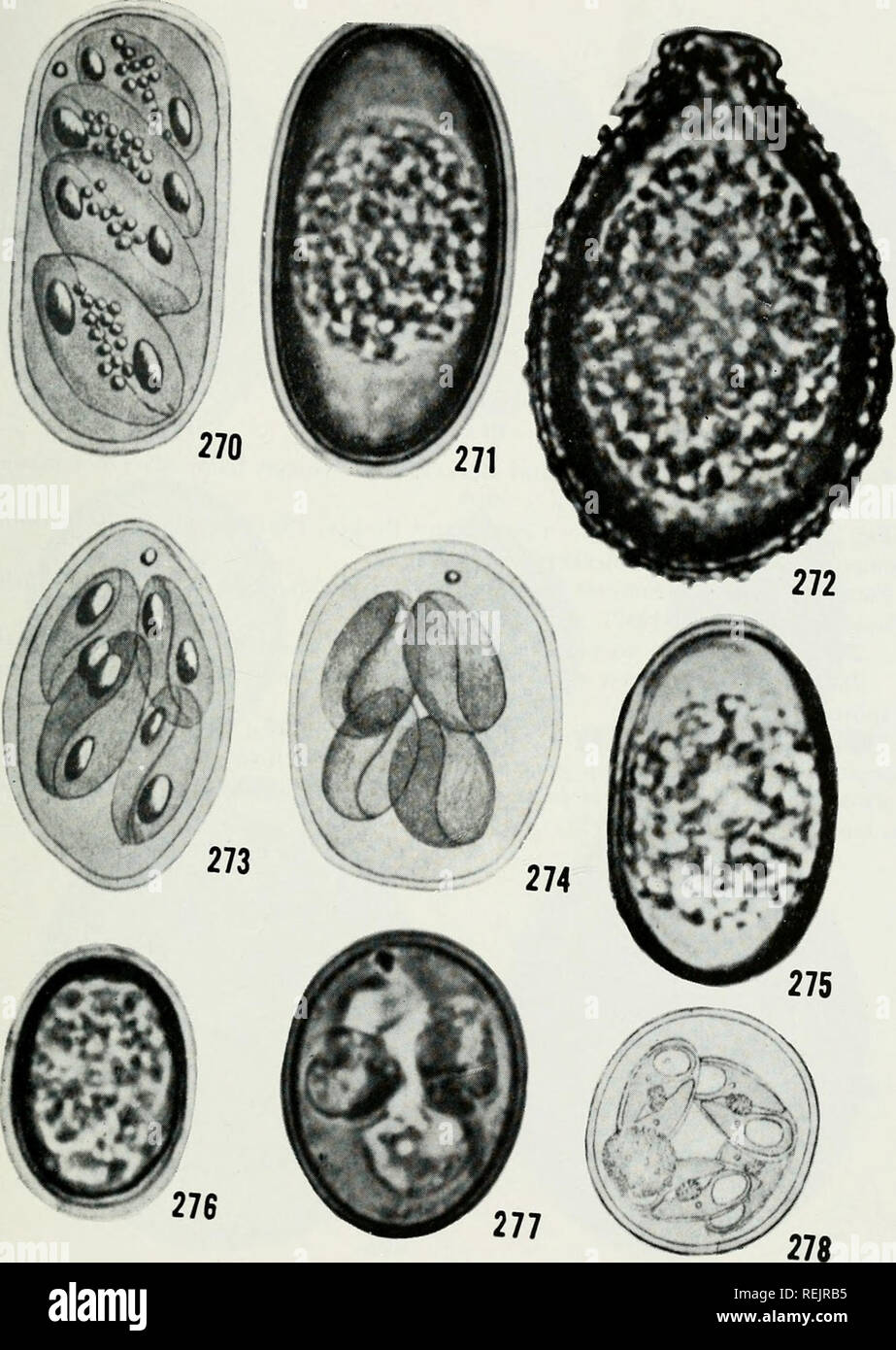 Coccidium hi-res stock photography and images - Alamy