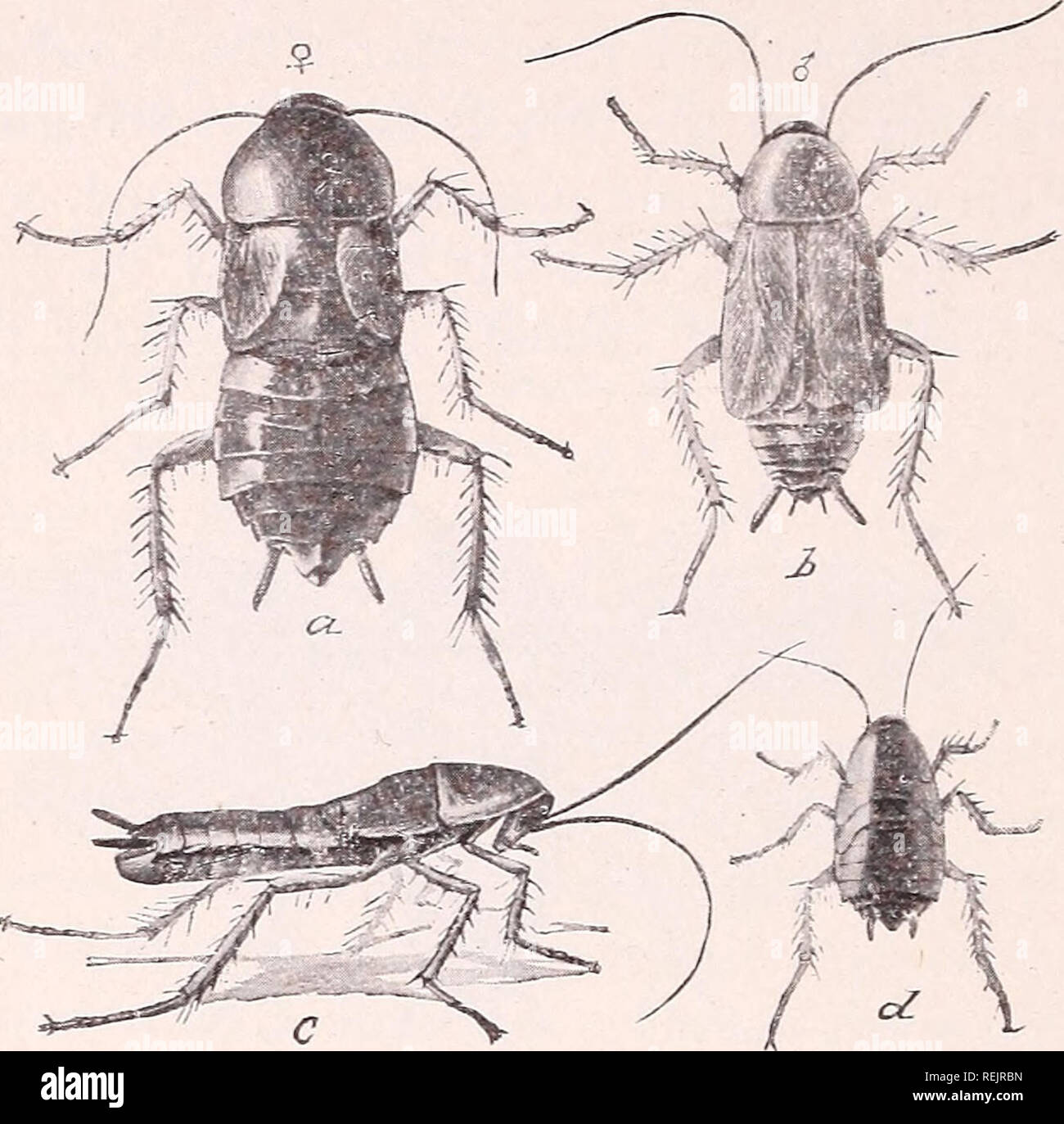 . Cockroaches. Cockroaches. 10 It then seemed to be commonly known as ...