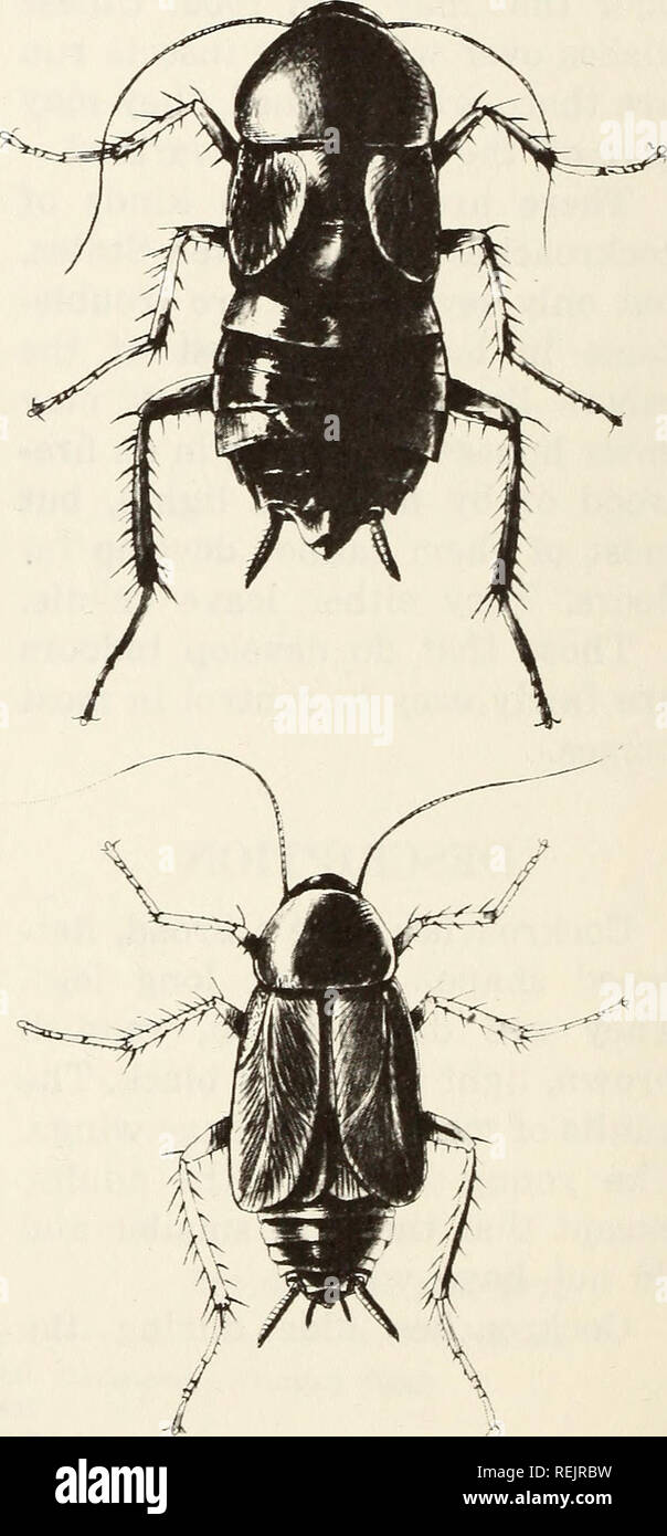 Cockroach egg hatch hi-res stock photography and images - Alamy