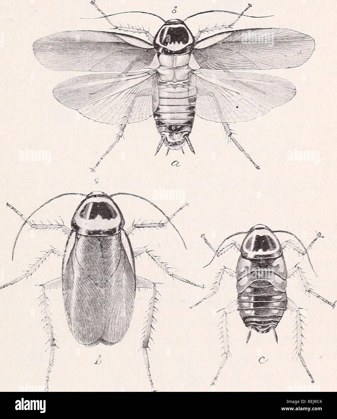 . Cockroaches. Cockroaches. dash on the sides of the upper wings (see ...