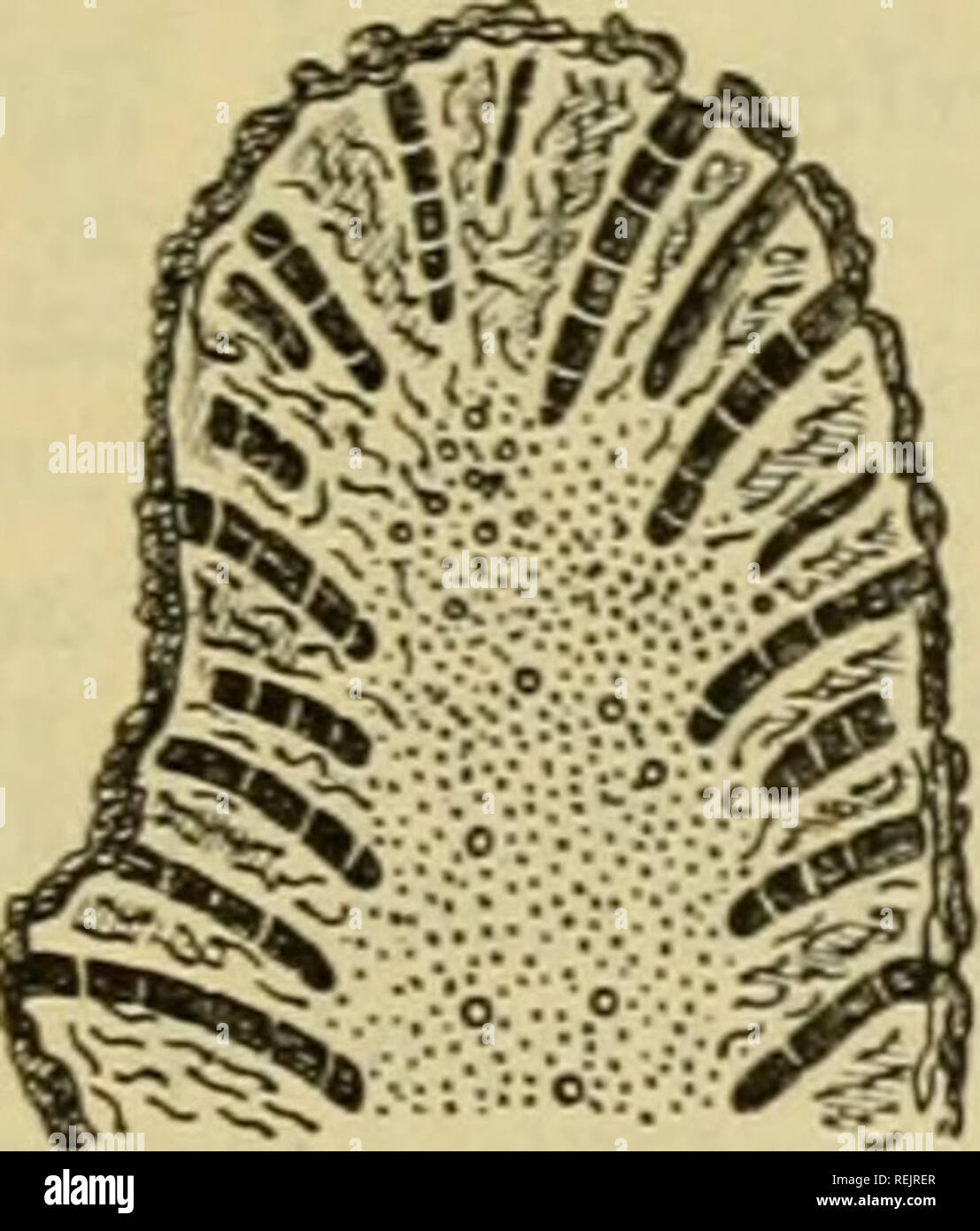 Distichopora hi-res stock photography and images - Alamy