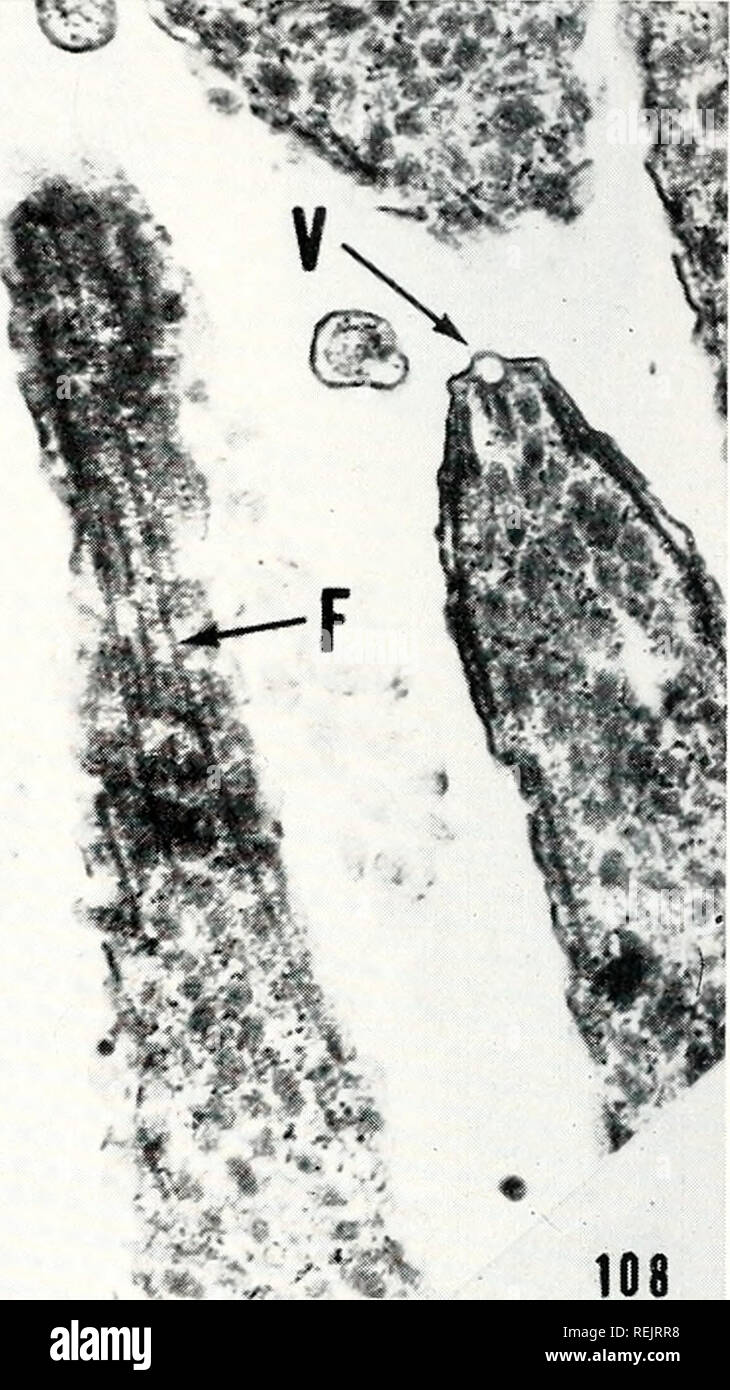 . The coccidian parasites (Protozoa, Sporozoa) of ruminants. Coccidia ...