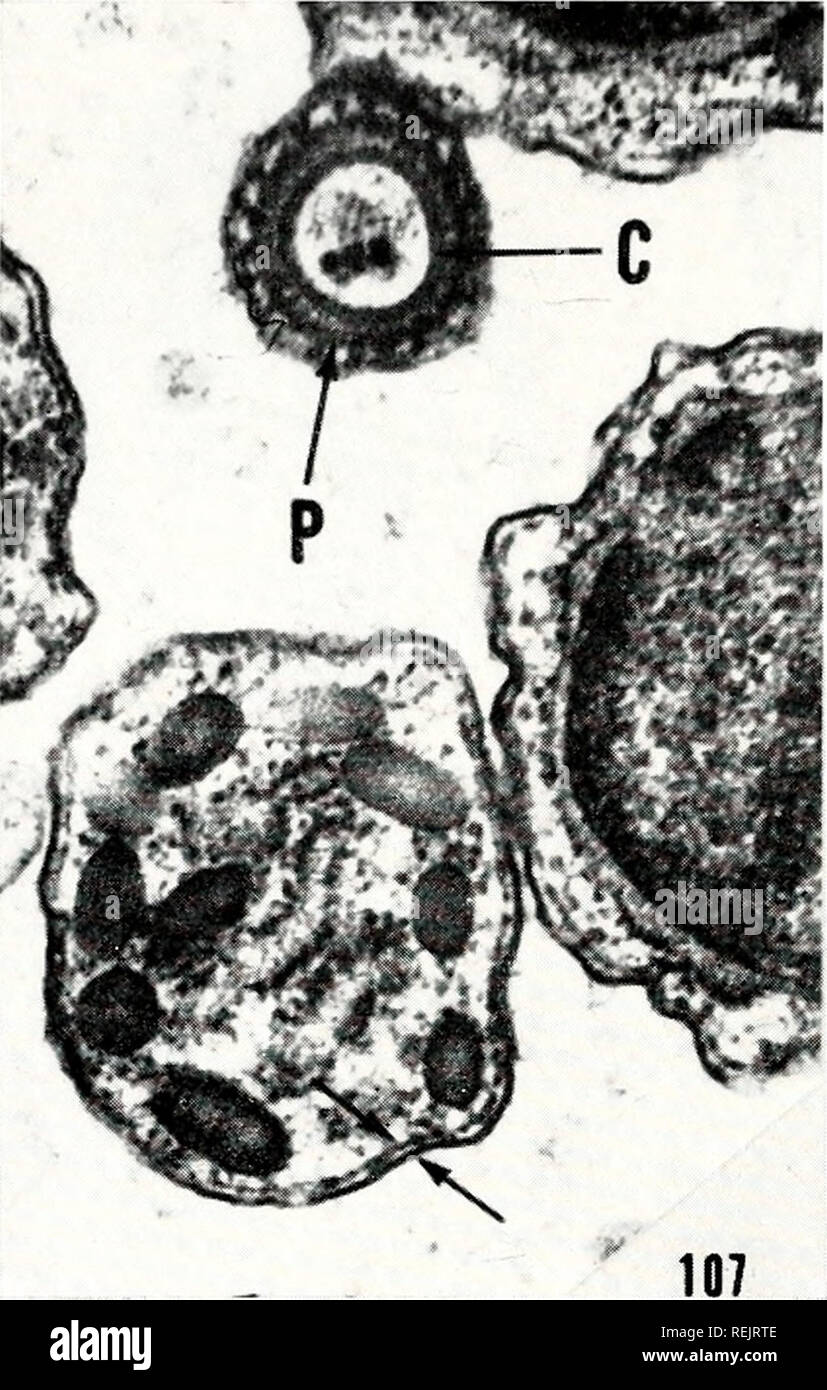 Sporozoa High Resolution Stock Photography and Images - Alamy