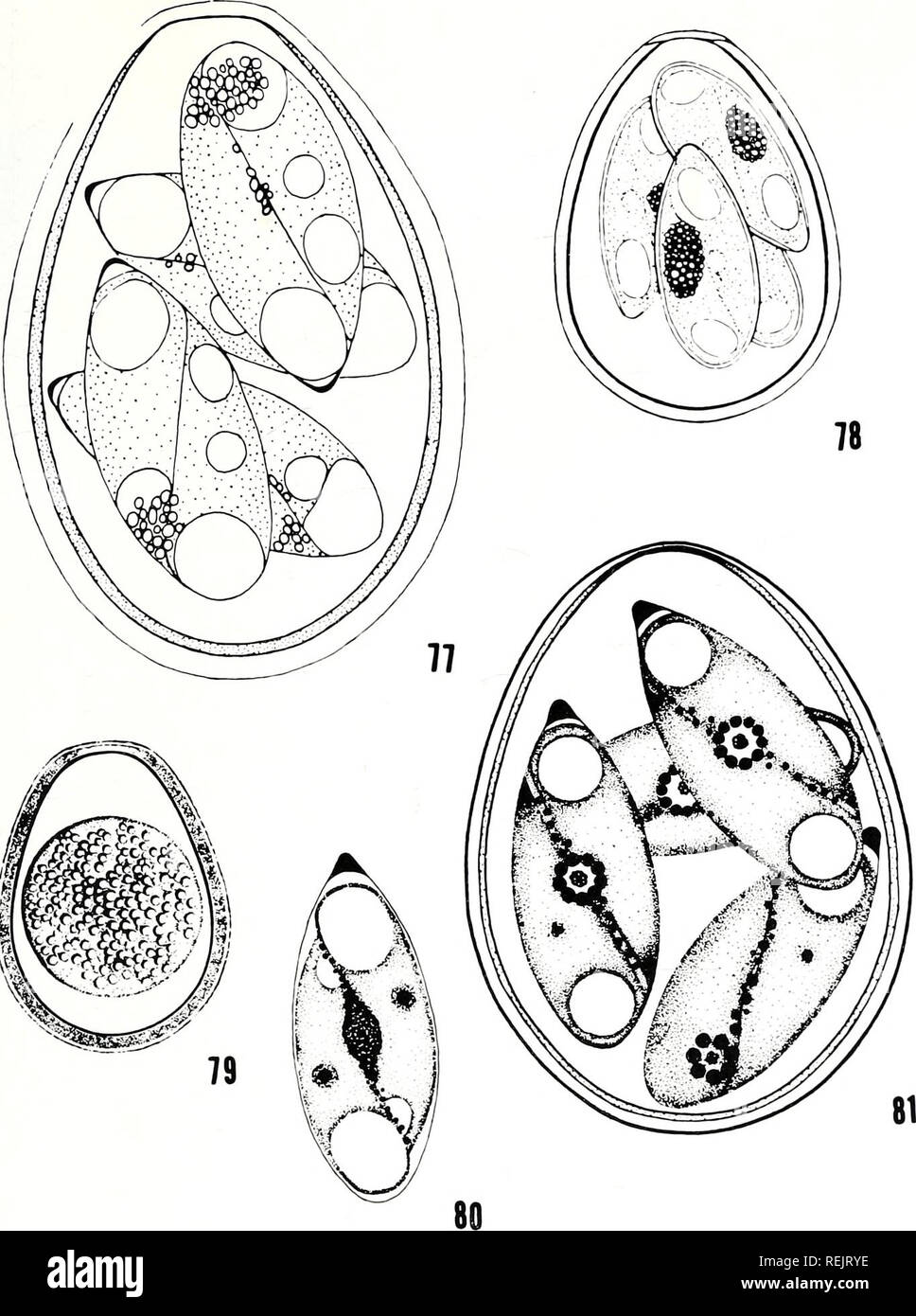 . The coccidian parasites (Protozoa, Sporozoa) of ruminants. Coccidia ...