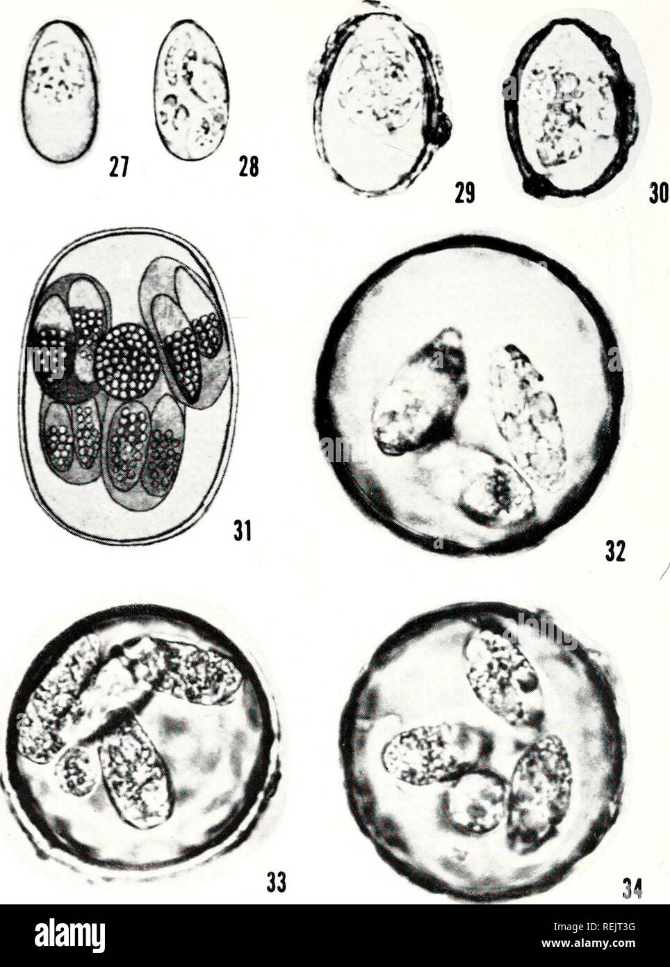 . The coccidian parasites (Protozoa, Sporozoa) of ruminants. Coccidia ...