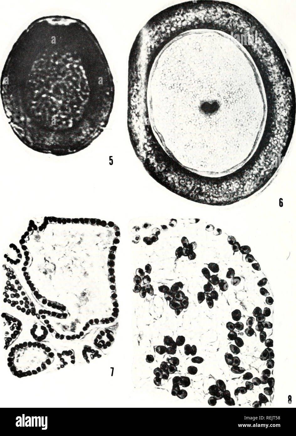 . The coccidian parasites (Protozoa, Sporozoa) of ruminants. Coccidia ...