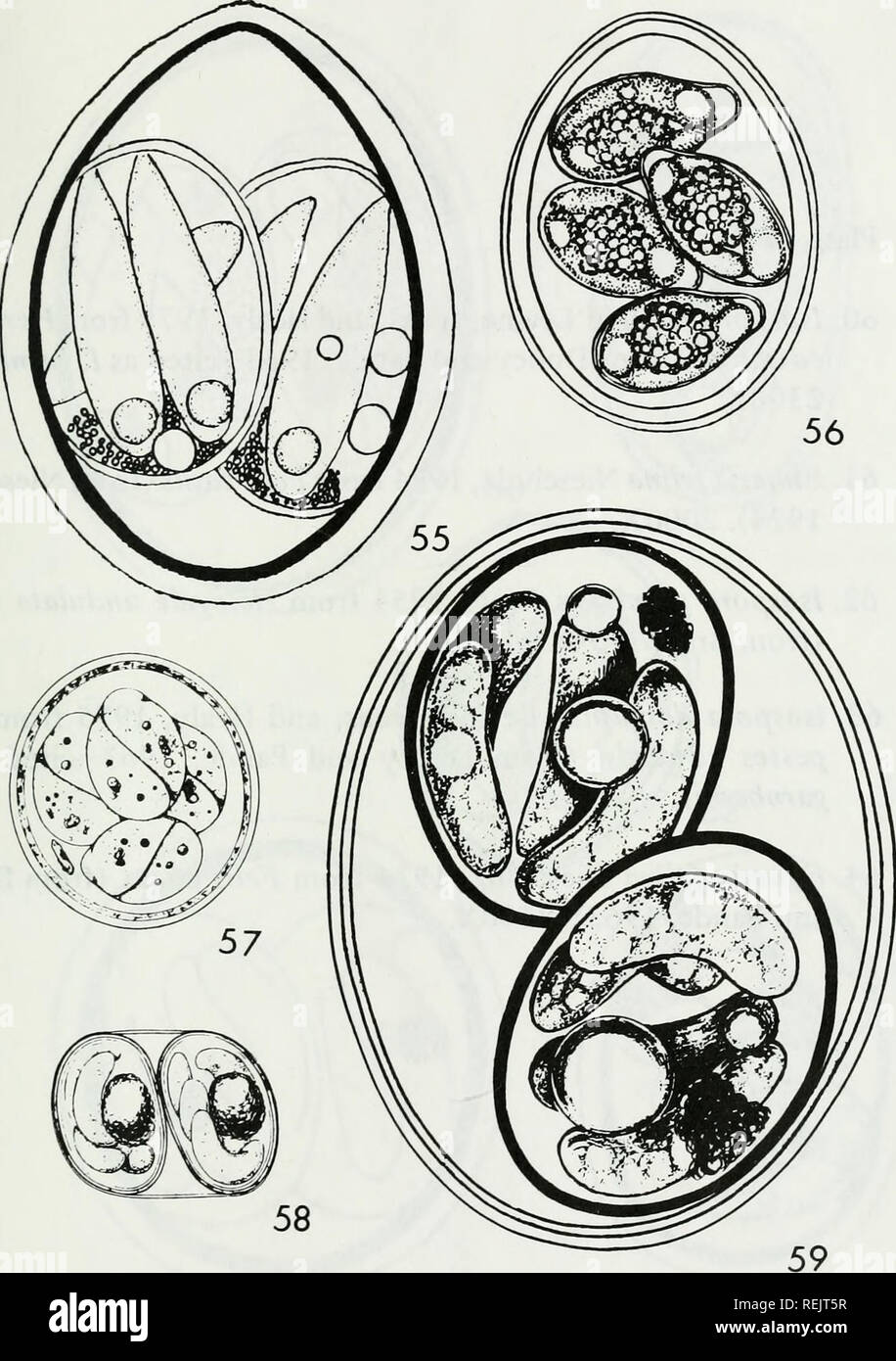Apicomplexa Under Microscope
