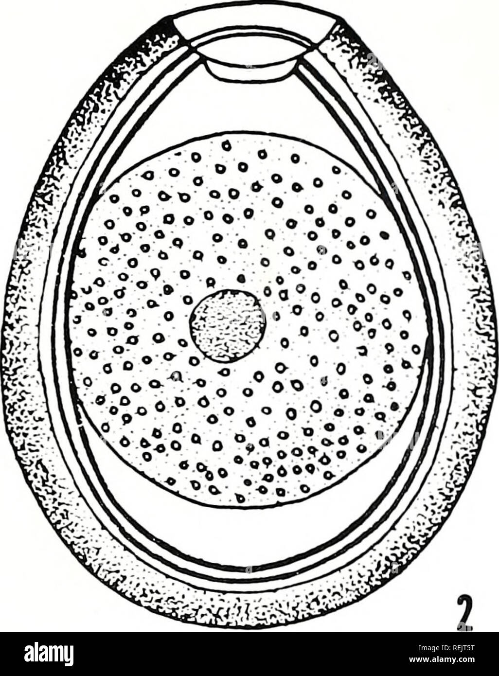 Sporozoa hi-res stock photography and images - Alamy