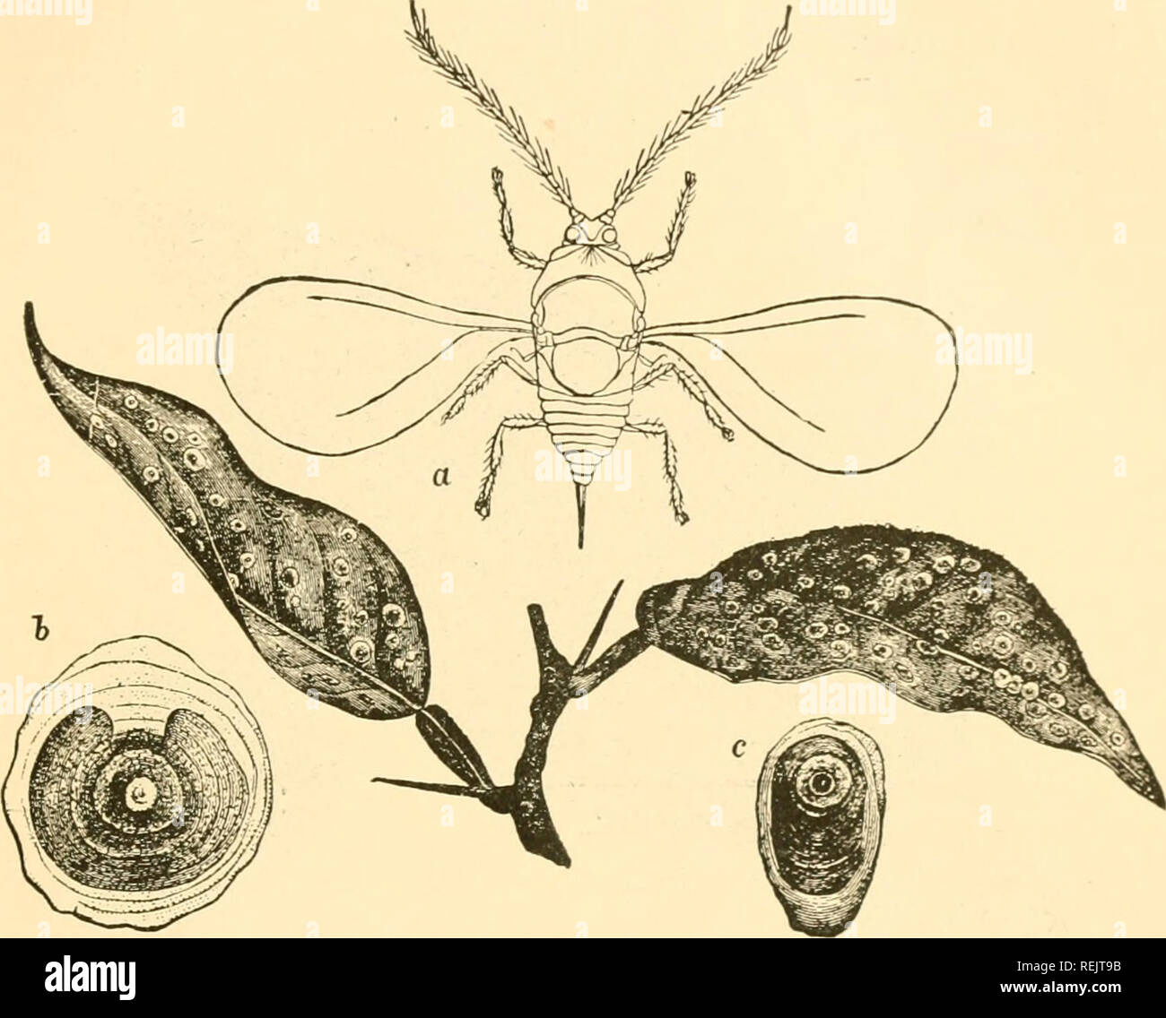. The Coccidae of California; a descriptive list of the different scale ...