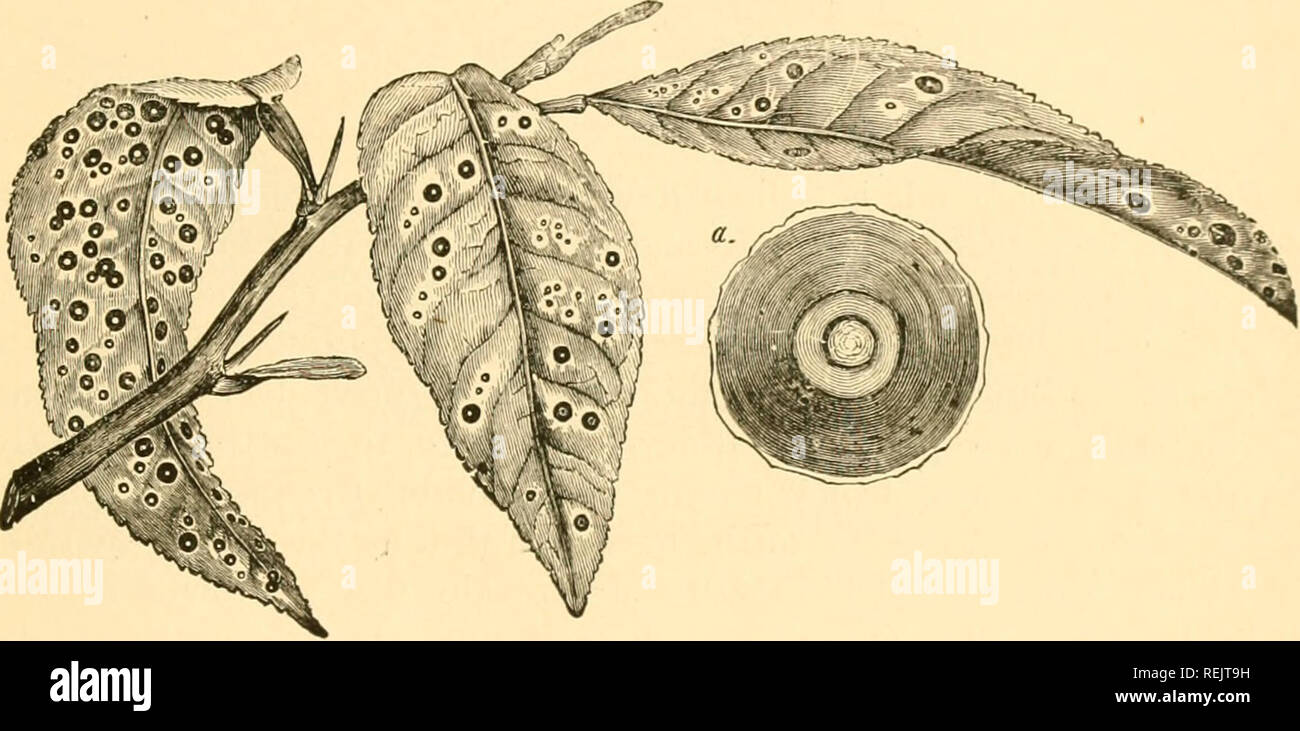 . The Coccidae of California; a descriptive list of the different scale ...