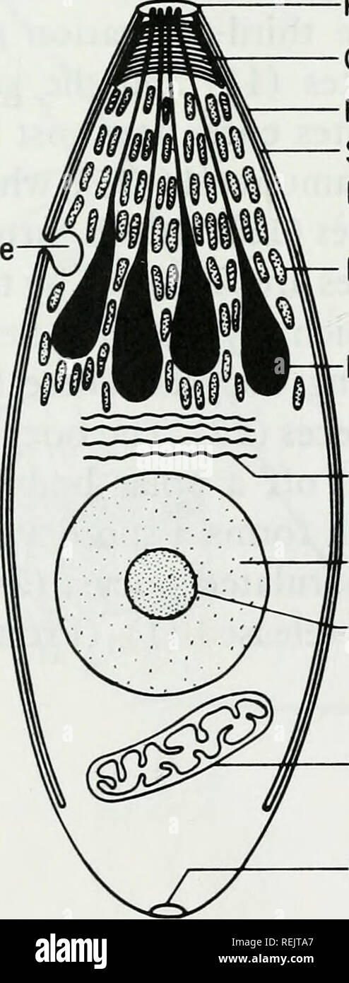 . The coccidian parasites (Protozoa, Apicomplexa) of carnivores ...