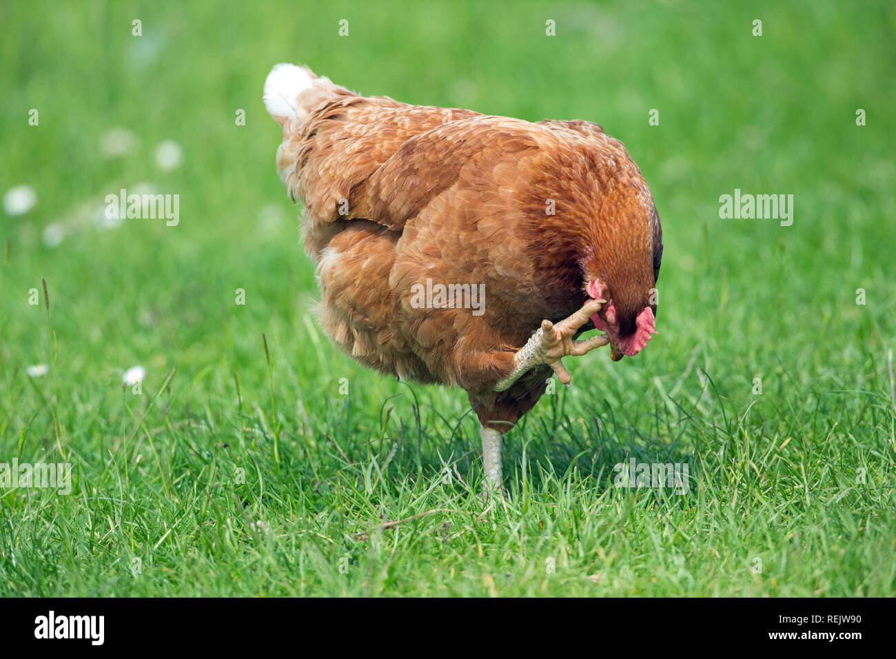 Domestic Fowl (Gallus gallus). Hen using right foot to scratch its head ...