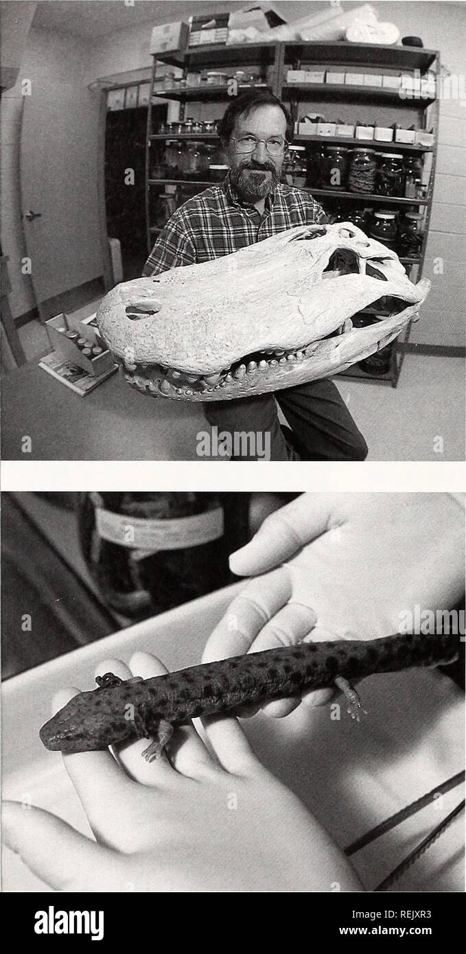 Advanced salamanders hi-res stock photography and images - Alamy