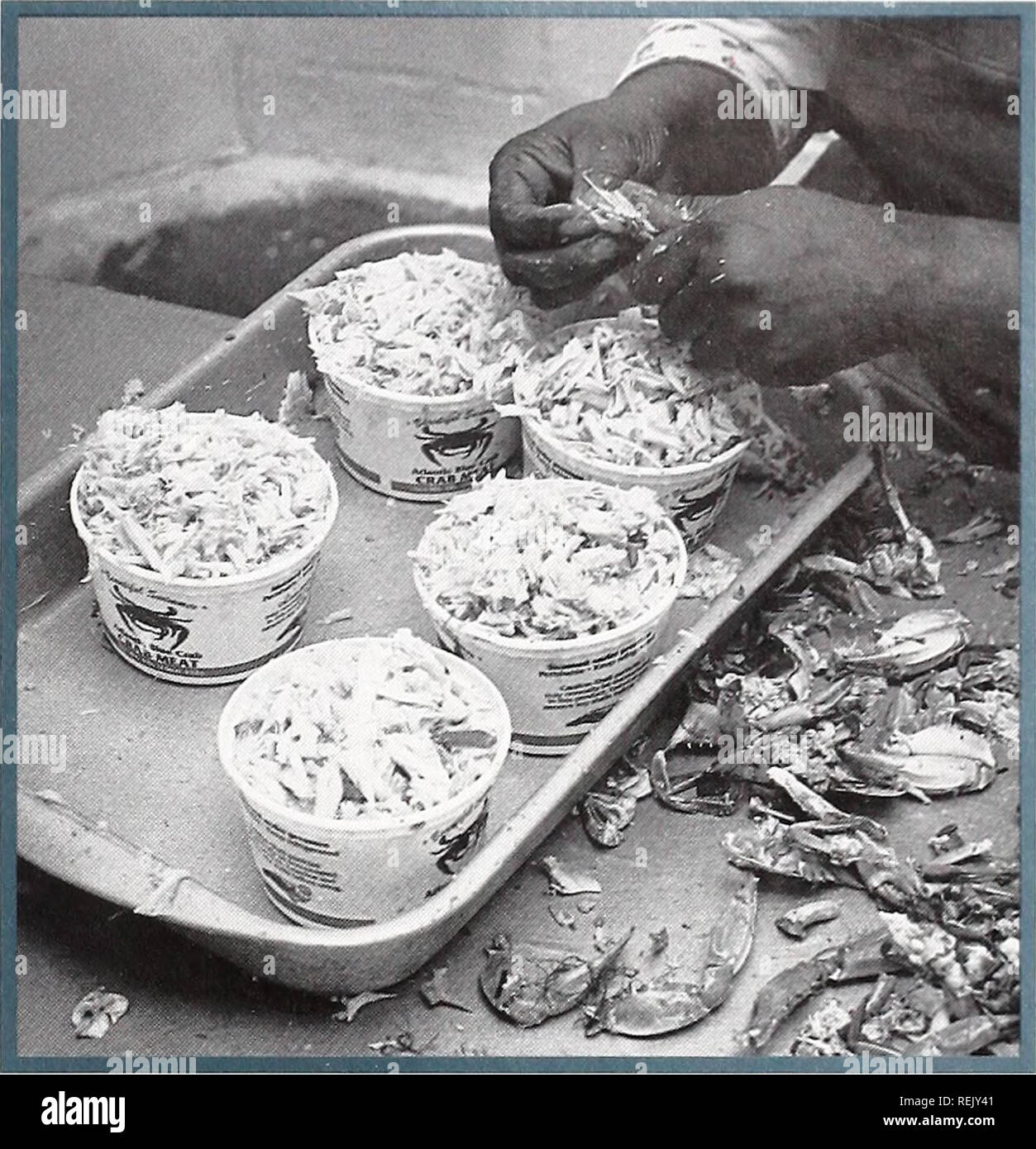 Sandra shells hi-res stock photography and images - Alamy