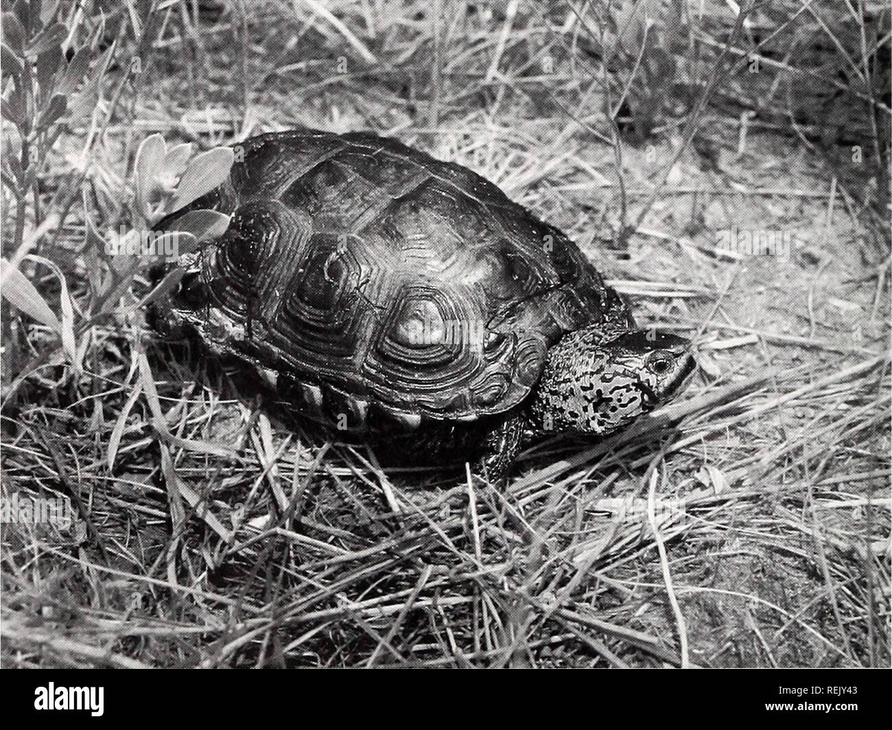 Common marsh terrapin hi-res stock photography and images - Alamy