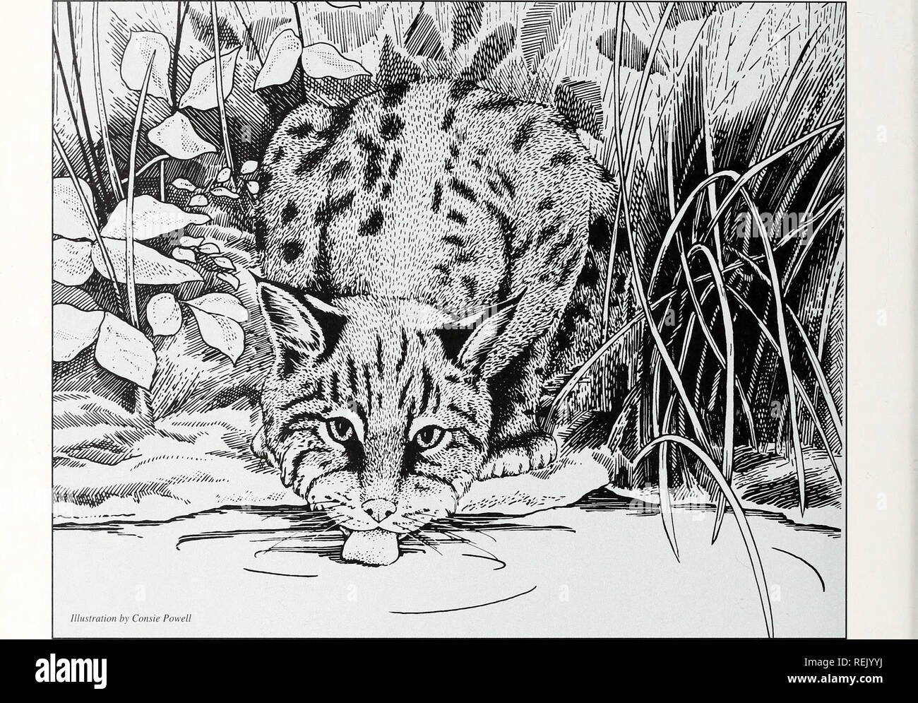 Bobcats with humans hi-res stock photography and images - Alamy