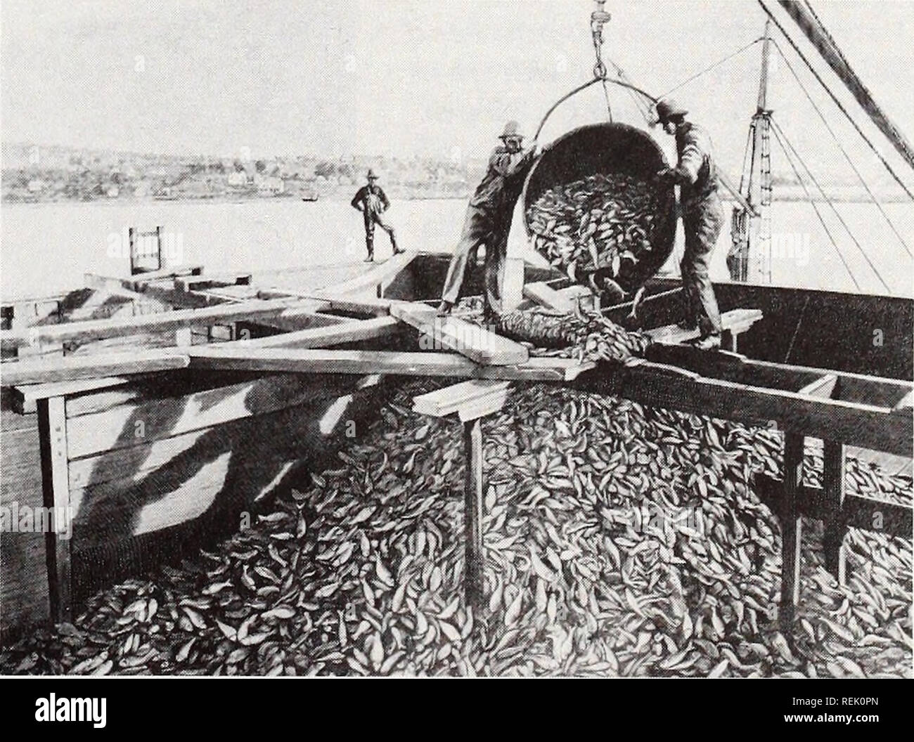 Pilgrims And Indians Fish New Fish Species Discovered At Remote