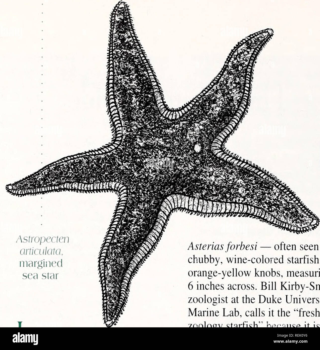 Subtidal zone hi-res stock photography and images - Alamy