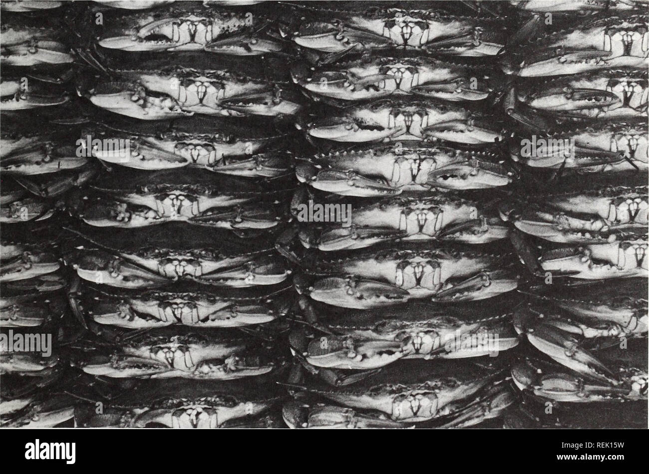 Molting Crabs High Resolution Stock Photography and Images - Alamy