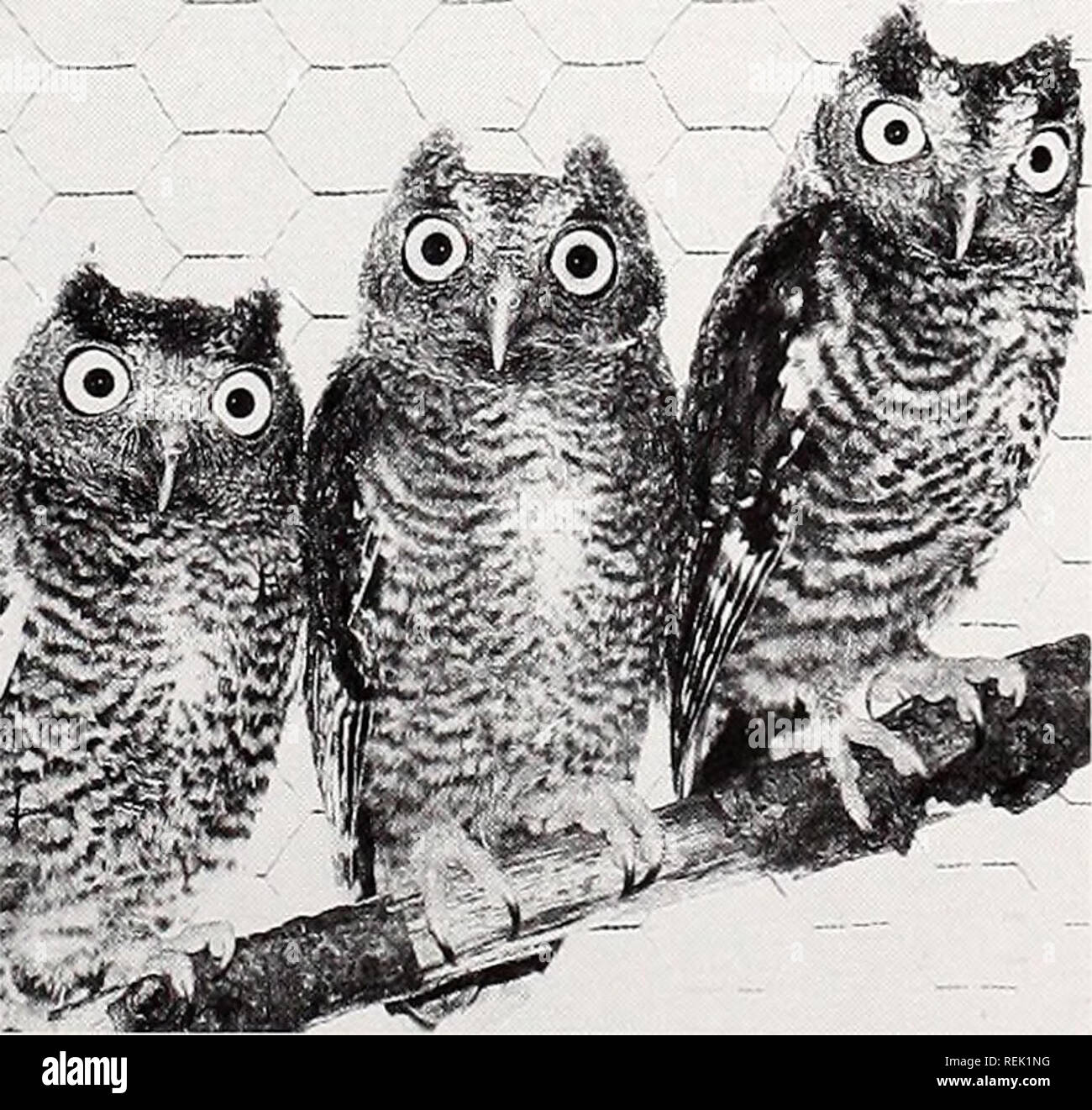 Watching like a hawk hi-res stock photography and images - Alamy