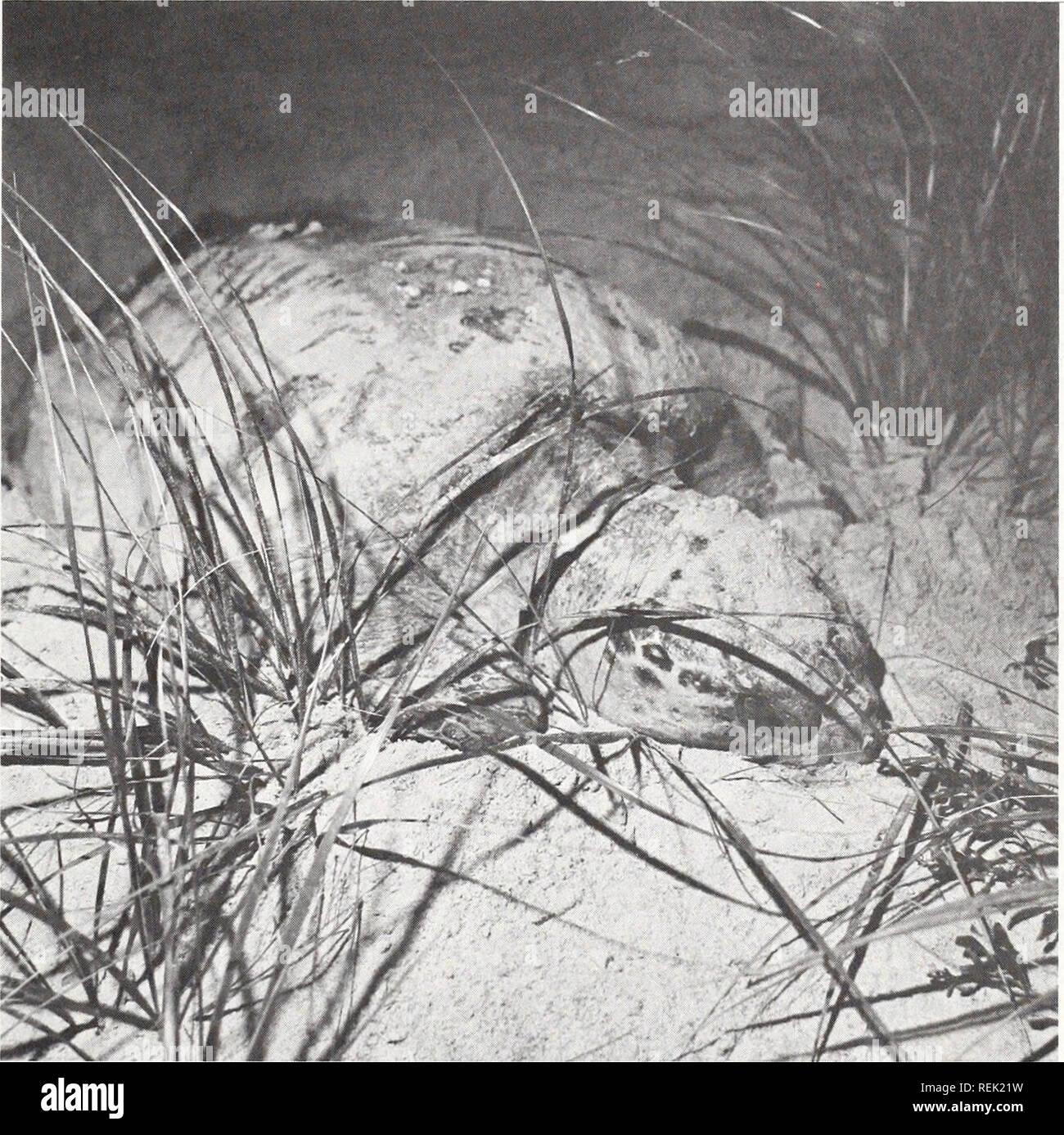 Mother sea turtles hi-res stock photography and images - Alamy