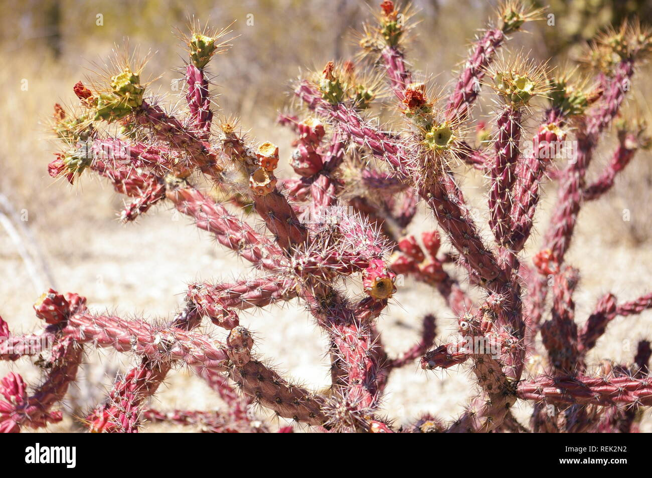 Pencil cholla (Cylindropuntia species Stock Photo - Alamy