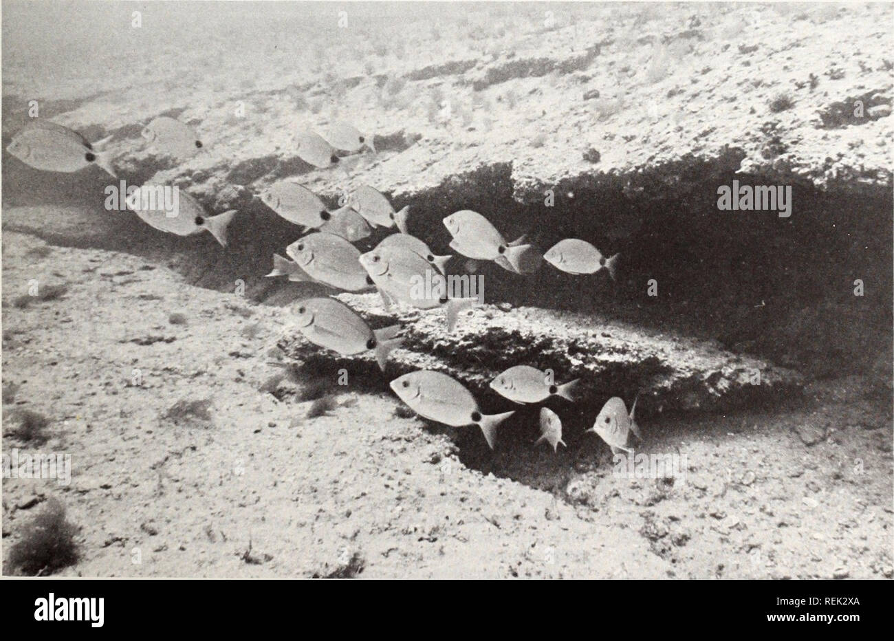 Murray reefs hi-res stock photography and images - Alamy