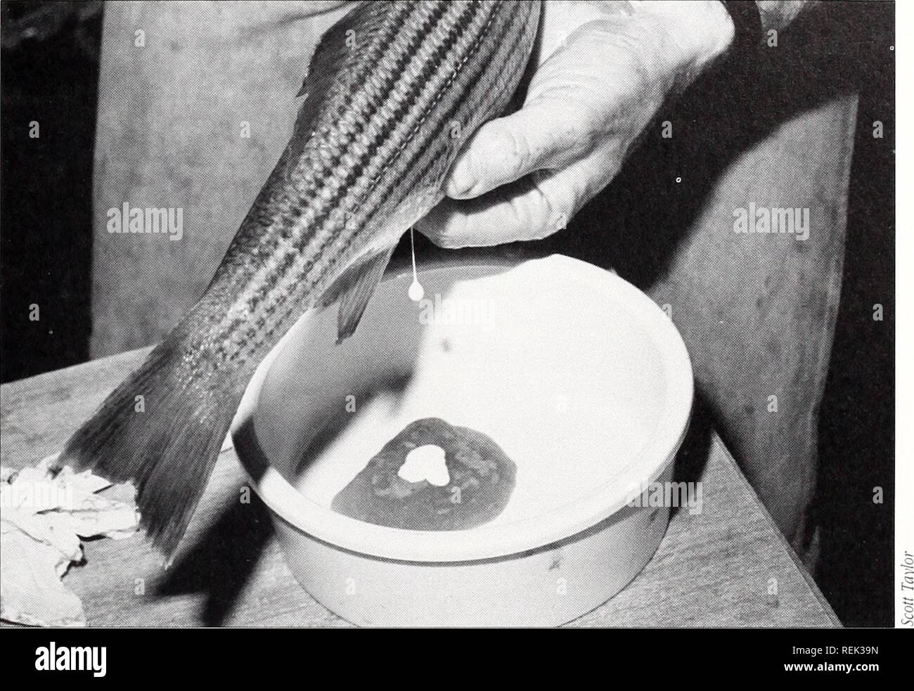 Hybrid Striped Bass Aquaculture