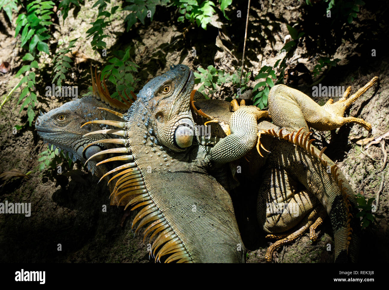 Fighting lizards hi-res stock photography and images - Alamy