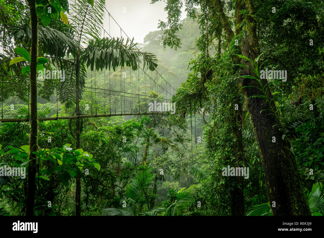 Hanging bridge in Costa Rican jungle Stock Photo - Alamy