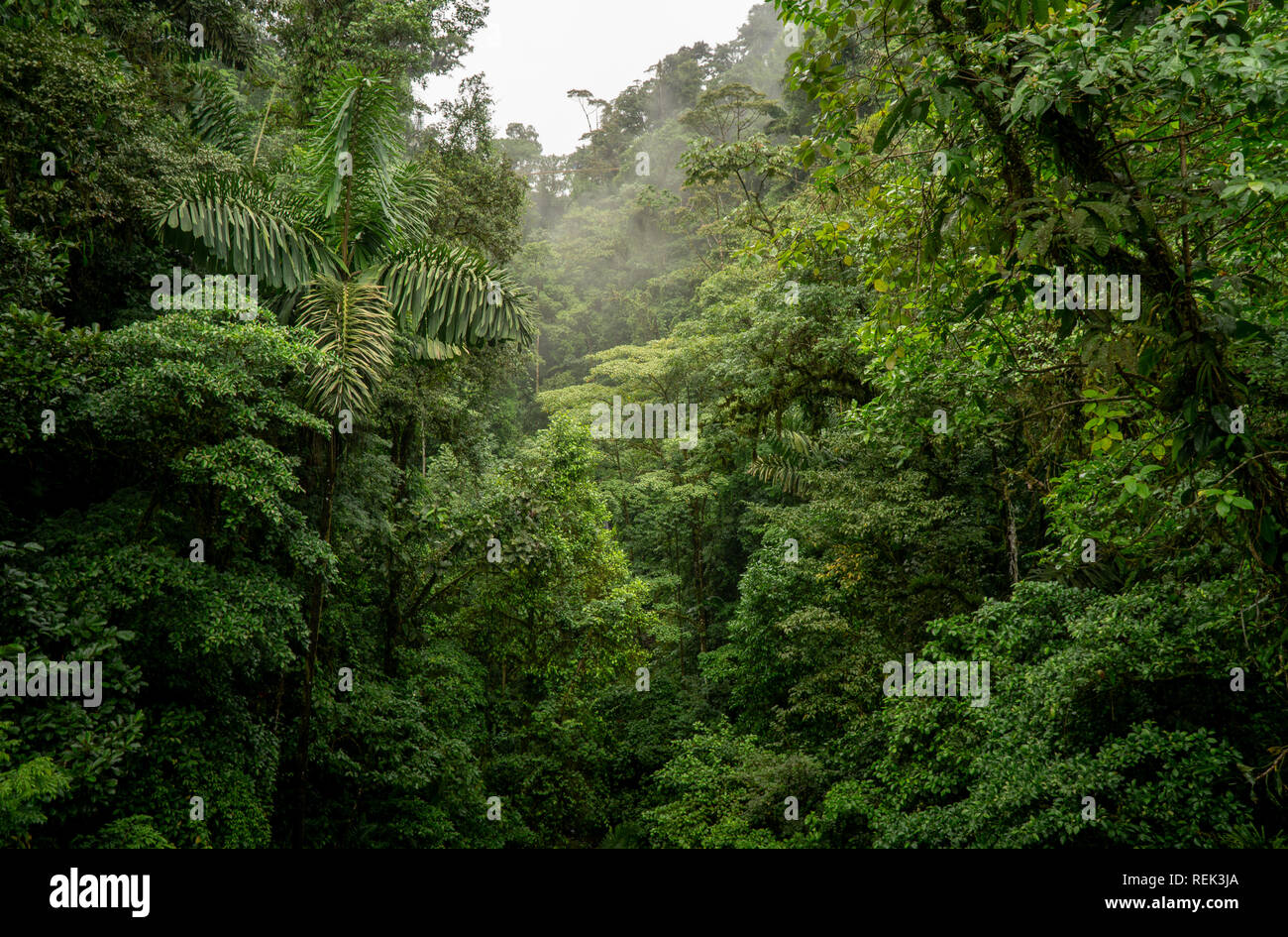 Costa Rican jungle Stock Photo - Alamy
