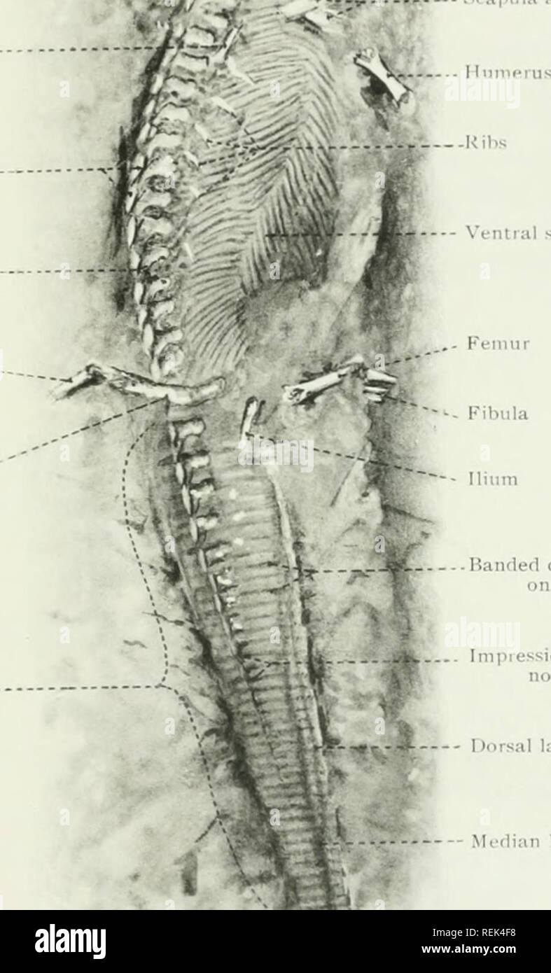 . The coal measures Amphibia of North America. Amphibians, Fossil ...
