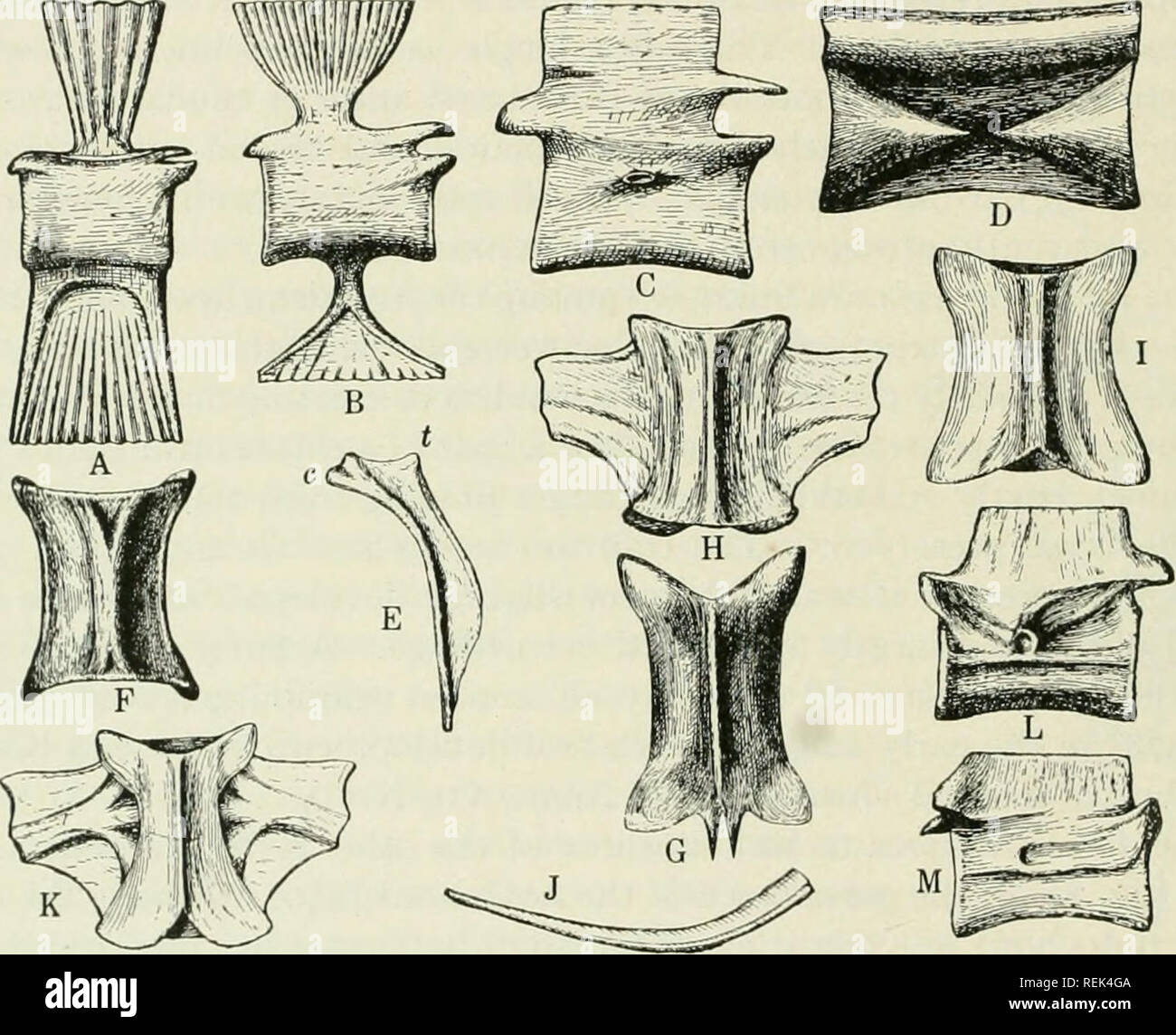 . The coal measures Amphibia of North America. Amphibians, Fossil ...