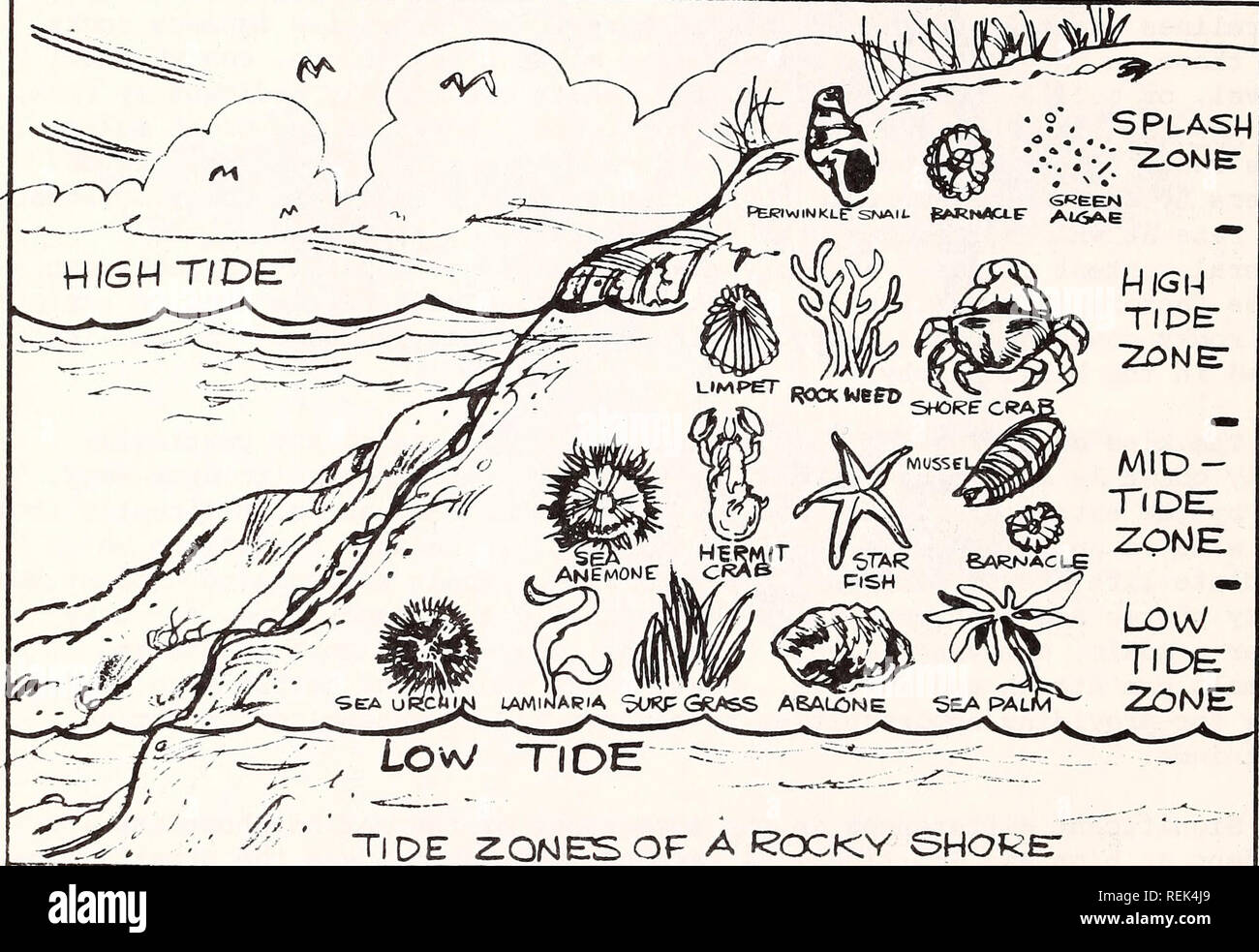 Rocky Shores Zonation