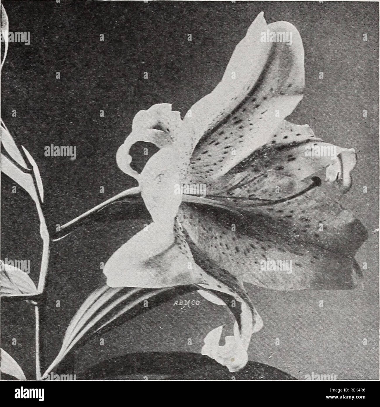 . C. M. Hobbs & Sons : hardy fruits, ornamental trees, evergreens ...