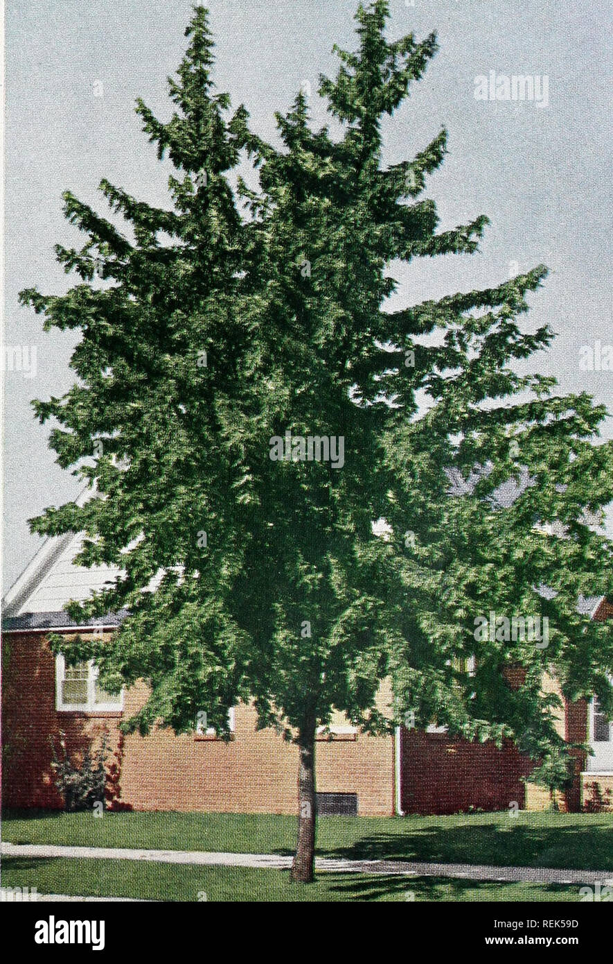 Catalogs tree hi-res stock photography and images - Alamy