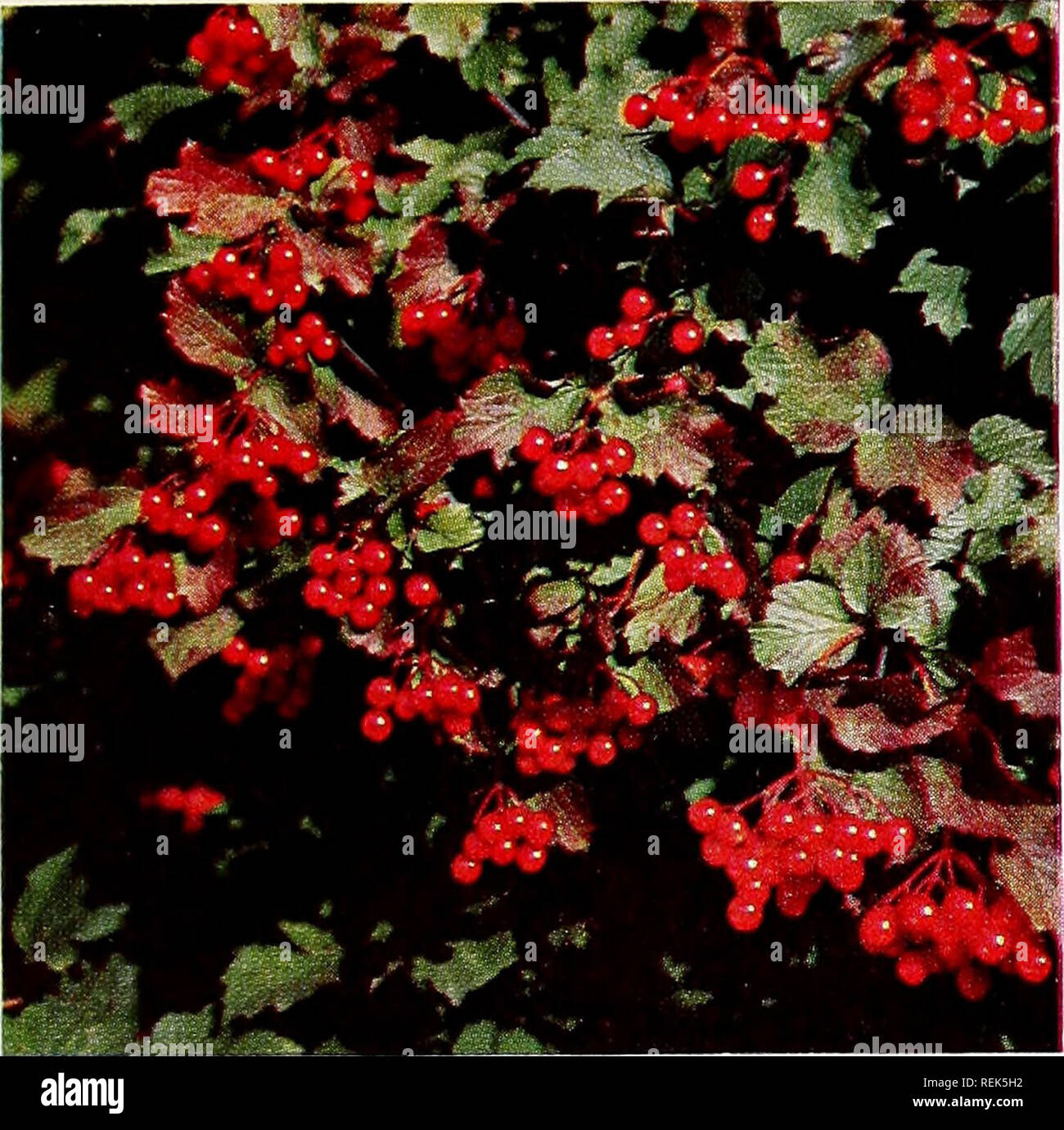 . C. M. Hobbs & Sons. Nurseries Horticulture Catalogs; Evergreens ...