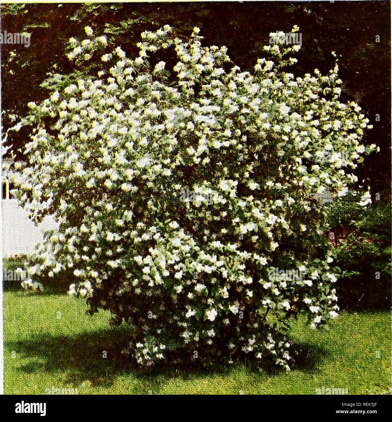 . C. M. Hobbs & Sons. Nurseries Horticulture Catalogs; Evergreens ...