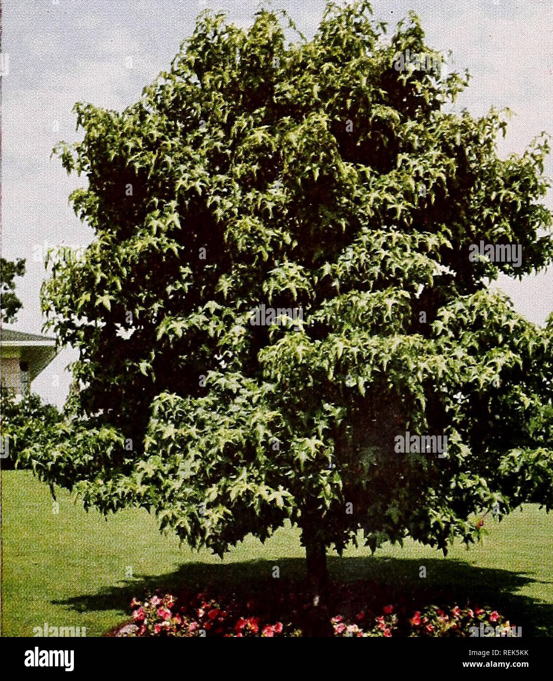 . C. M. Hobbs & Sons. Nurseries Horticulture Catalogs; Evergreens ...